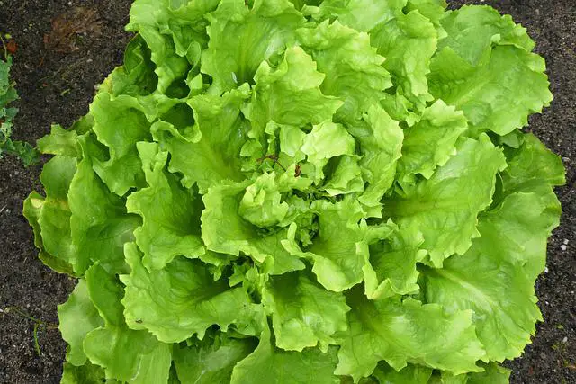 How to grow Endives easily - Grow your own Grub!