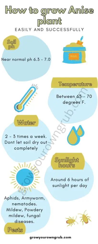 How to grow Anise easily - Grow your own Grub!