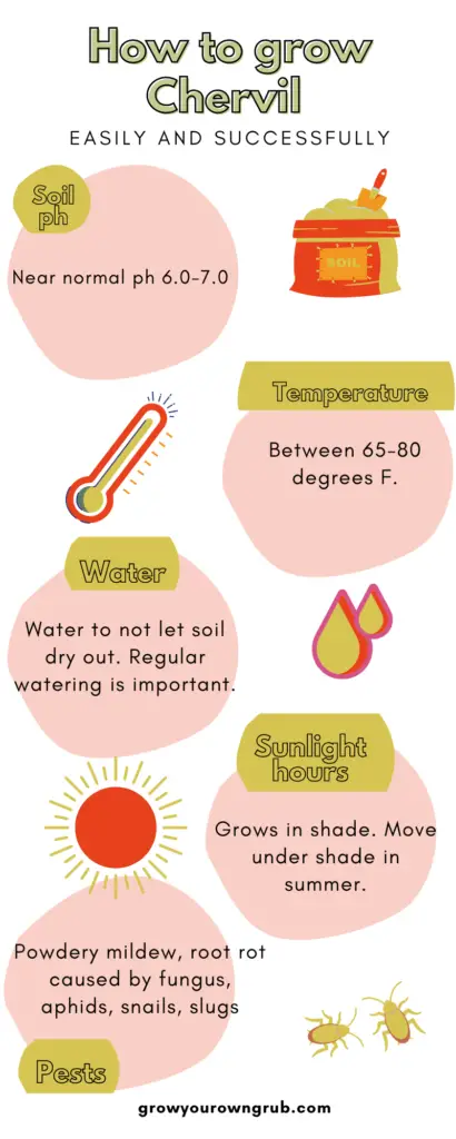 How to grow chervil easily? - Grow your own Grub!