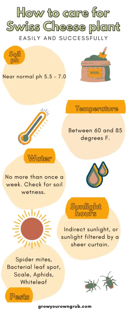 How to grow Swiss Cheese plant easily - Grow your own Grub!