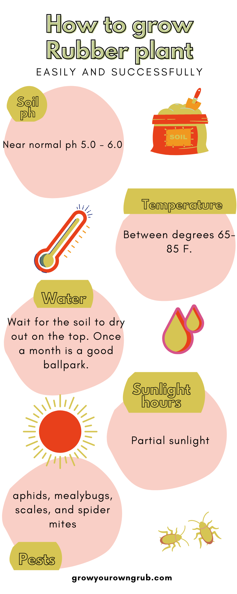 How to grow Rubber plant easily - Grow your own Grub!
