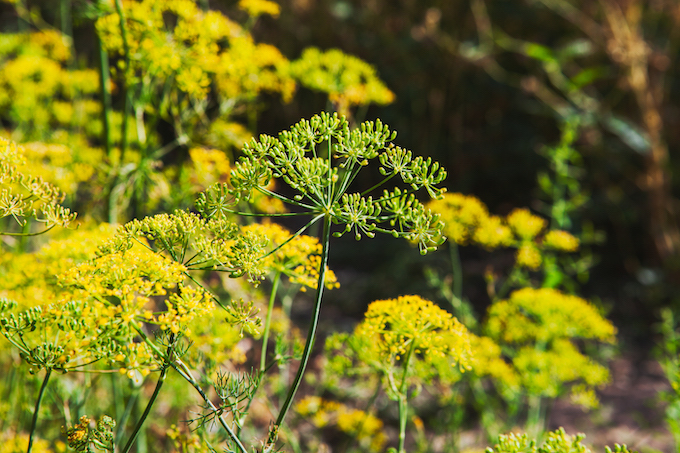 How to grow Asafoetida easily - Grow your own Grub!