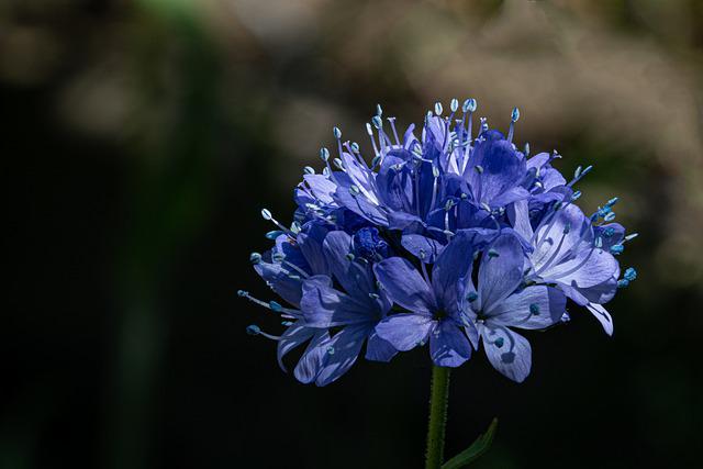 How to grow Blue Field gilia at home - Grow your own Grub!