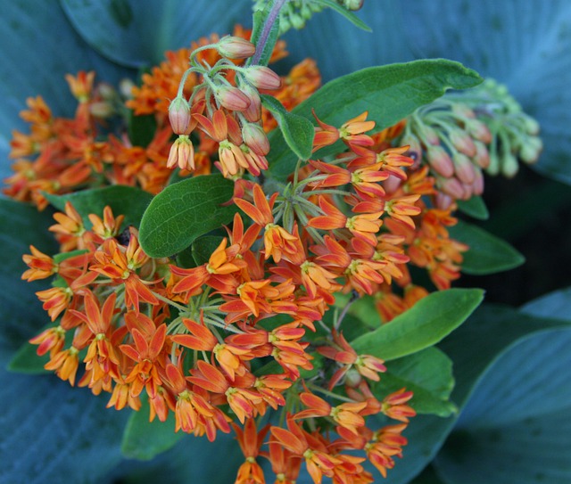 How to grow Butterfly Weed at home - Grow your own Grub!