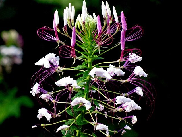 How to grow Cleome flowers at home - Grow your own Grub!