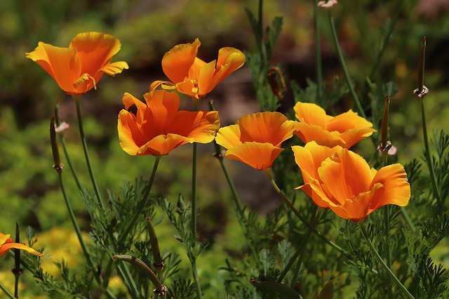 How to grow California Poppy at home - Grow your own Grub!
