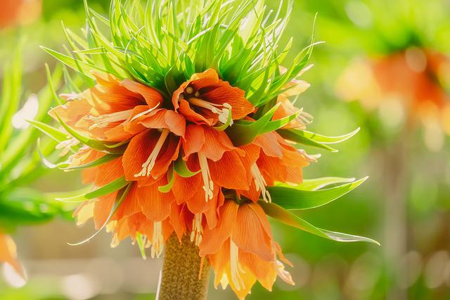 How to grow Crown Imperial Flower - Grow your own Grub!