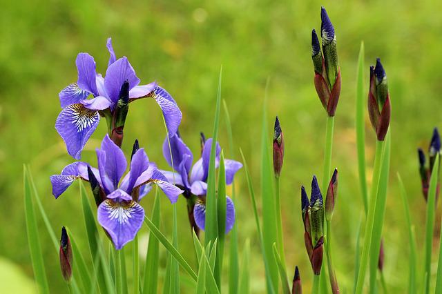 How to grow Batik Iris at home - Grow your own Grub!
