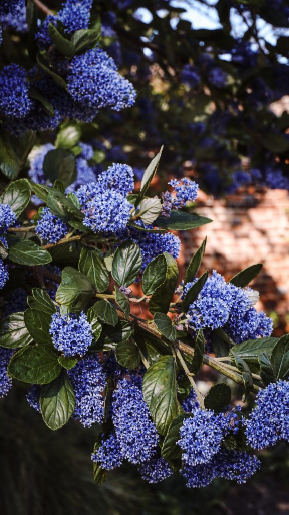 How to grow California Lilac at home - Grow your own Grub!