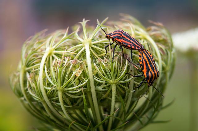 How to grow Carrots at home - Grow your own Grub!