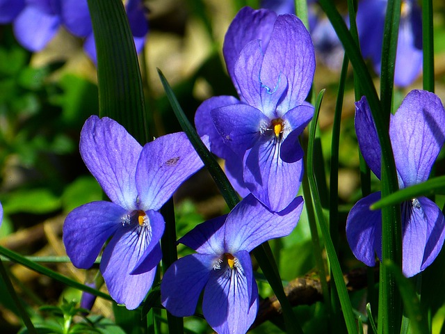 How to grow Violets at home - Grow your own Grub!