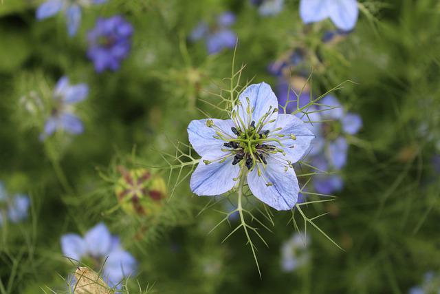 How to grow Black Cumin/Kalonji at home easily - Grow your own Grub!
