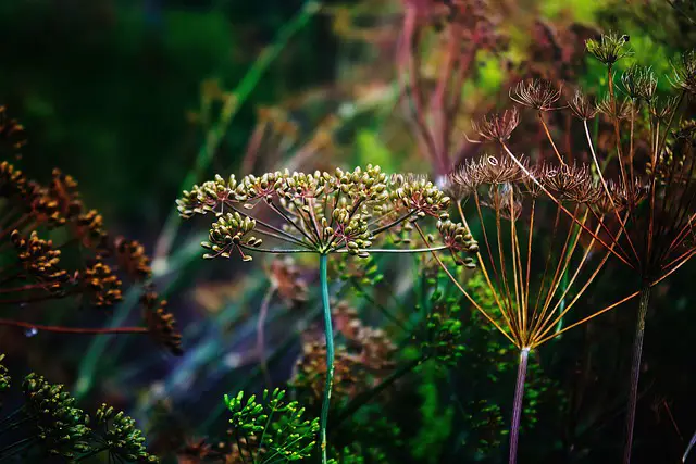 How to grow Dill at home - Grow your own Grub!