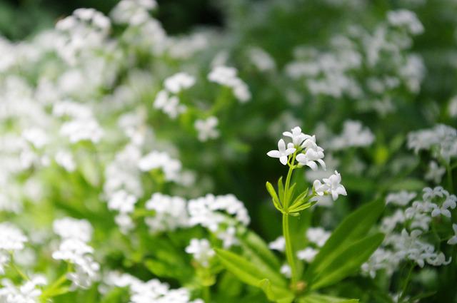 How to grow Sweet Woodruff at home - Grow your own Grub!