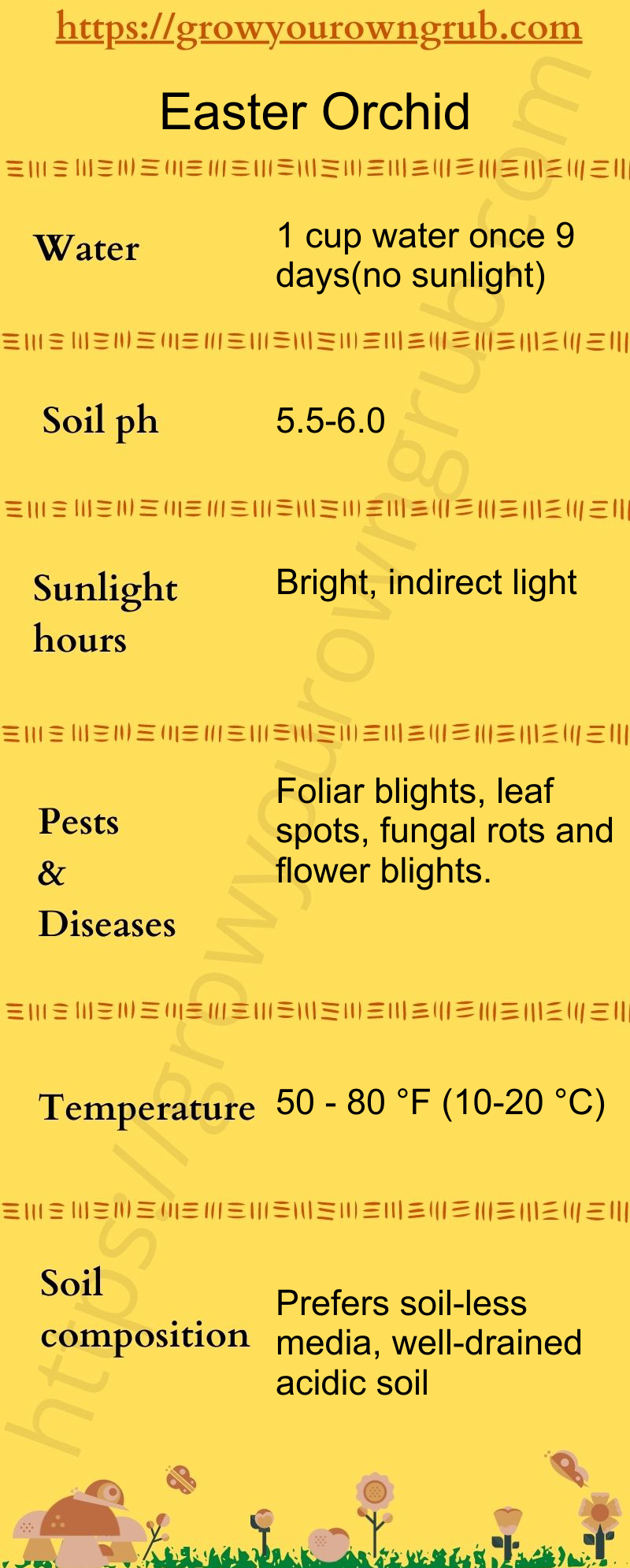 How to grow Easter Orchid plants at home? - Grow your own Grub!