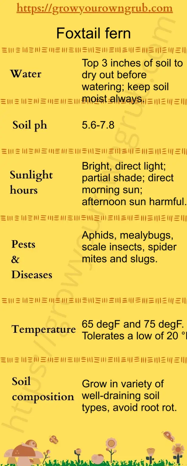 How to grow Foxtail Fern plants at home - Grow your own Grub!