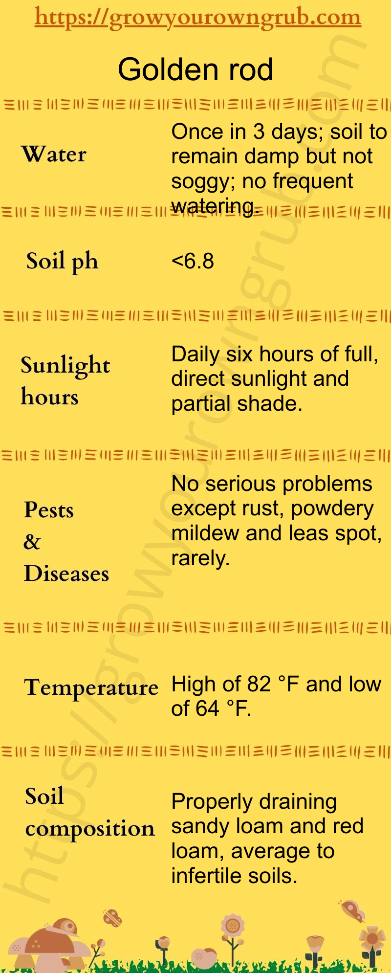 How to grow Golden Rod plants at home - Grow your own Grub!