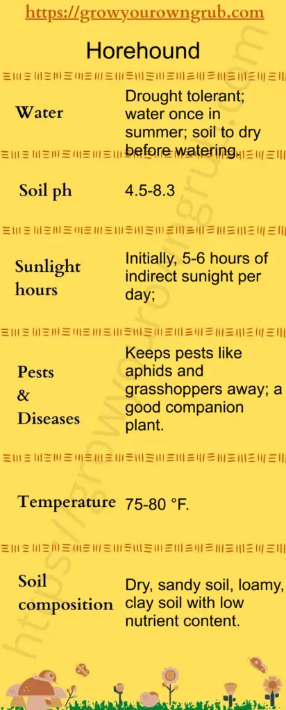 How to grow Horehound at home easily - Grow your own Grub!