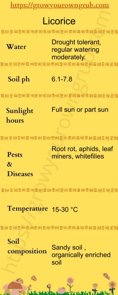 How to grow Licorice at home easily - Grow your own Grub!