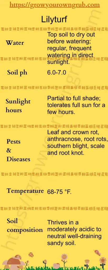 How to grow Lilyturf plants at home - Grow your own Grub!