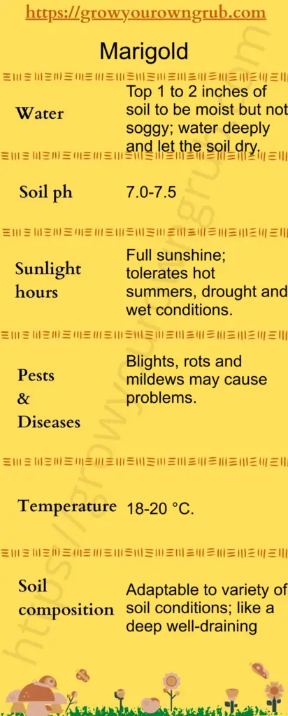 How to grow Marigold plants at home - Grow your own Grub!