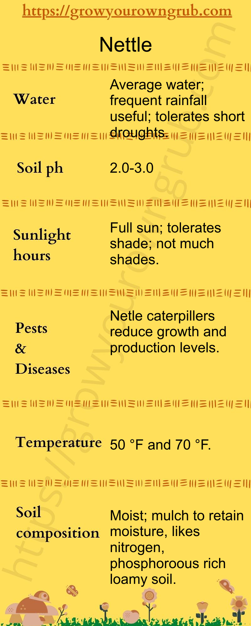 How to grow Nettle plant at home - Grow your own Grub!