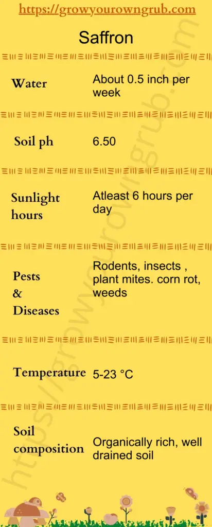 How to grow Saffron at home - Grow your own Grub!