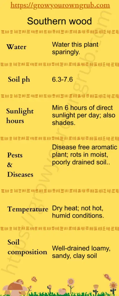 How to grow Southernwood at home - Grow your own Grub!