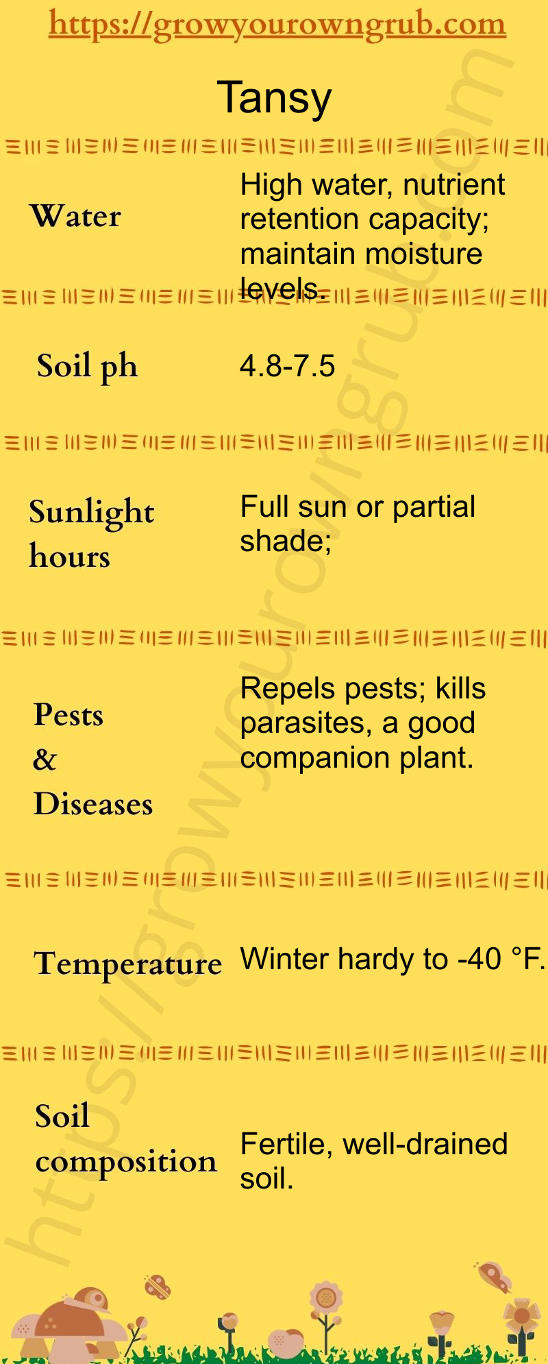 How to grow Tansy at home - Grow your own Grub!