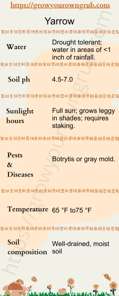 How to grow Yarrow at home - Grow your own Grub!