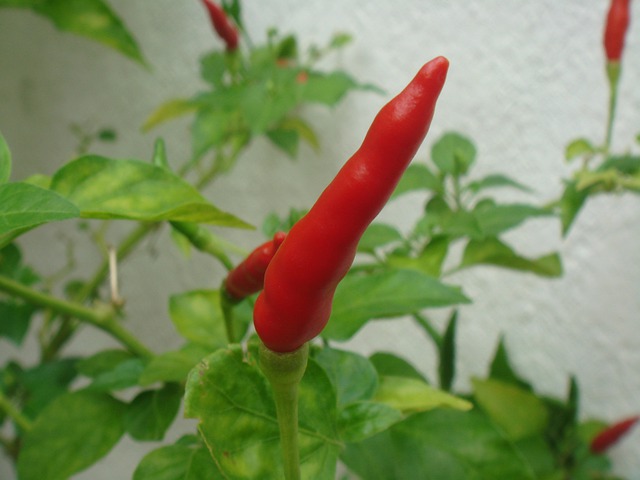 How to grow Cayenne pepper at home - Grow your own Grub!