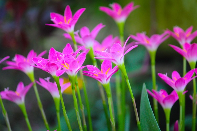 How to grow Rain Lilies at home - Grow your own Grub!