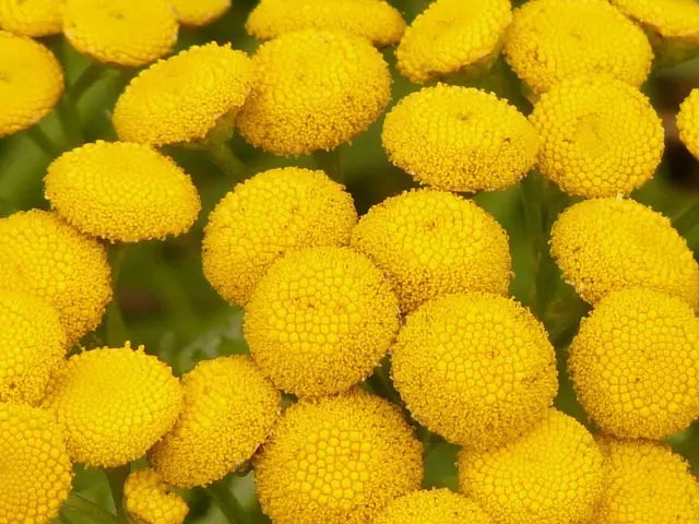 How to grow Tansy at home - Grow your own Grub!