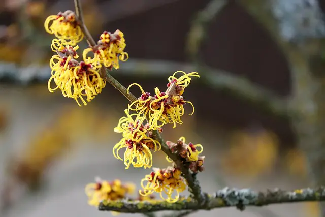 How to grow Witch Hazel at home - Grow your own Grub!