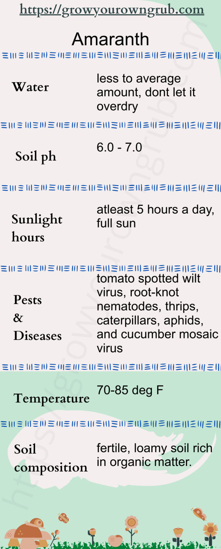 How to grow Amaranth leaves at home easily - Grow your own Grub!