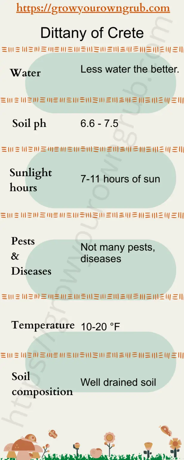 How to grow Dittany of Crete plants at home - Grow your own Grub!