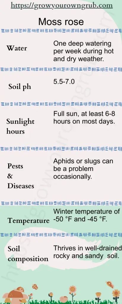 How to grow Moss Rose plants at home - Grow your own Grub!