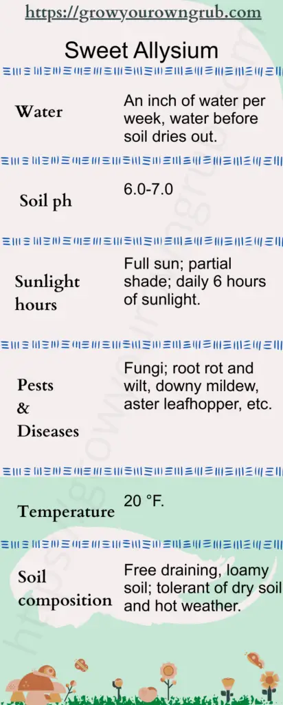 How to grow Sweet Alyssum plants at home - Grow your own Grub!