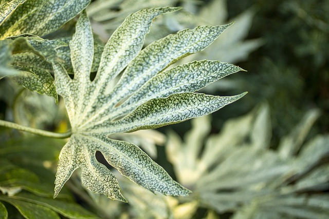 How to grow Aralia plants at home - Grow your own Grub!