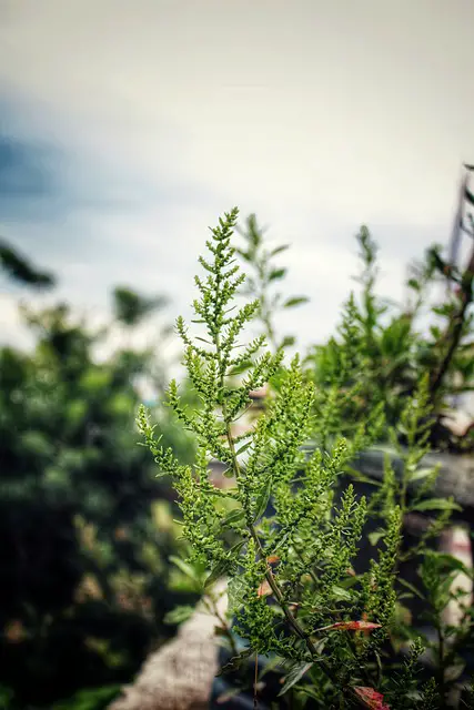 How to grow Epazote plants at home - Grow your own Grub!