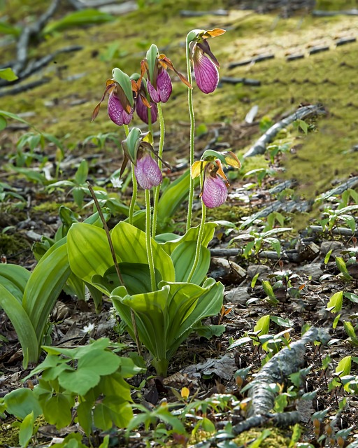 How to grow Pink Lady's Slipper Orchid at home - Grow your own Grub!