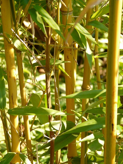 How to grow Golden Bamboo at home - Grow your own Grub!