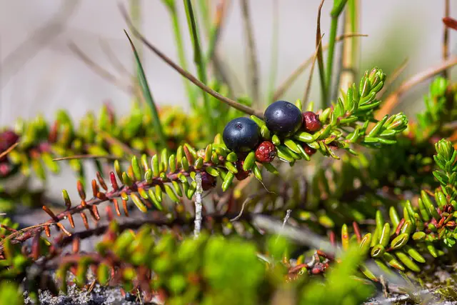 How to grow Crowberry at home - Grow your own Grub!
