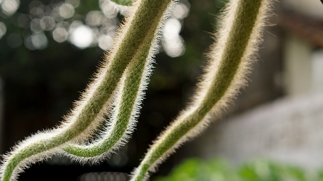 How to grow Monkey's Tail Cactus at home - Grow your own Grub!
