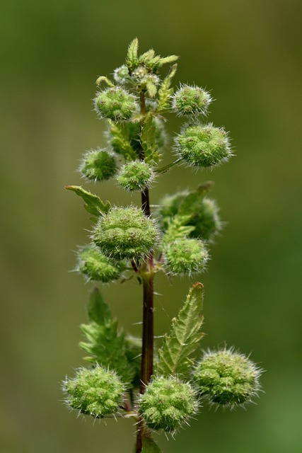 How to grow Nettle plant at home - Grow your own Grub!
