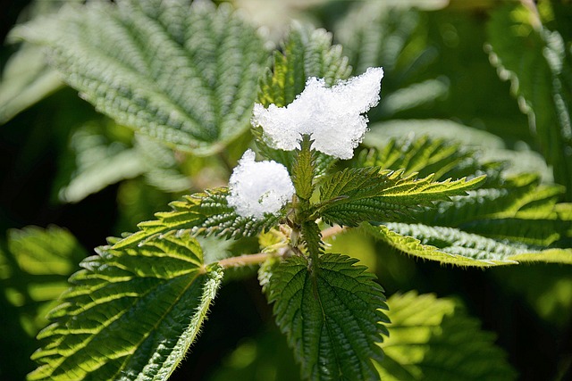 How to grow Nettle plant at home - Grow your own Grub!