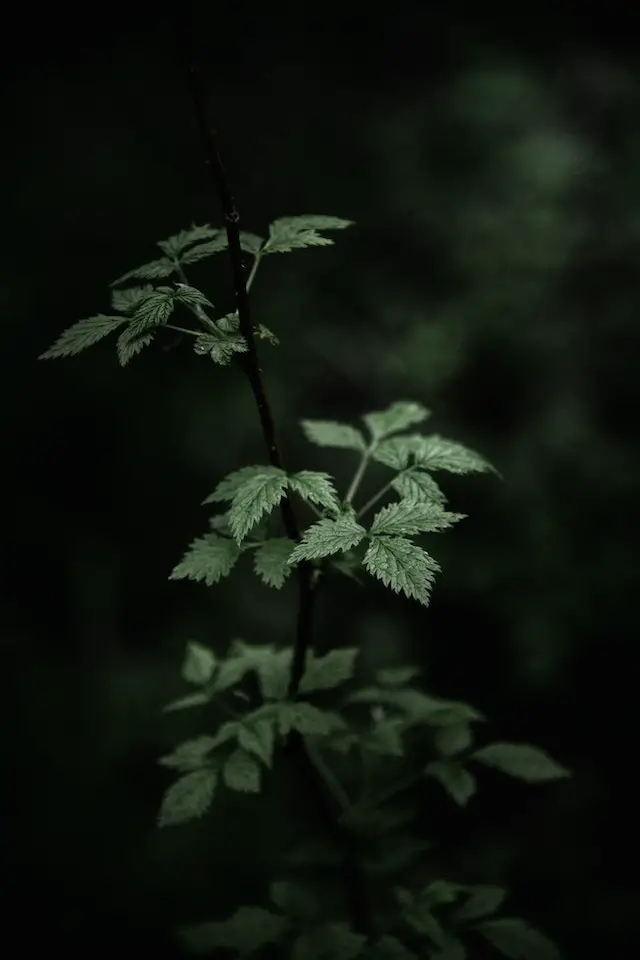 How to grow Patchouli plants at home - Grow your own Grub!