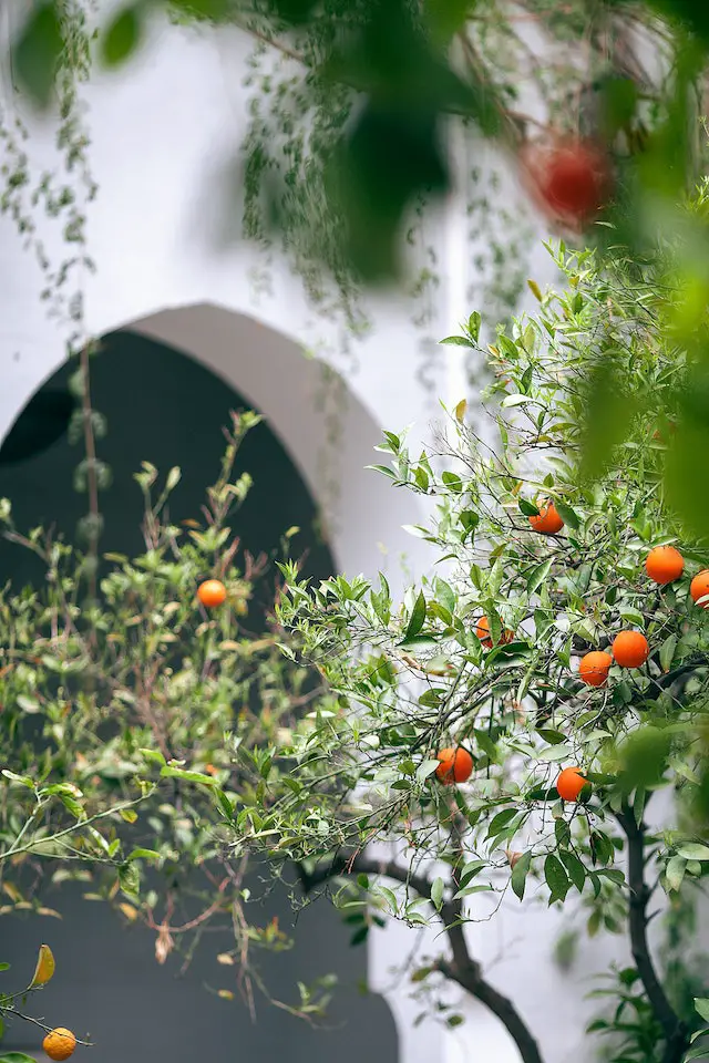 How to grow Mandarin trees at home - Grow your own Grub!