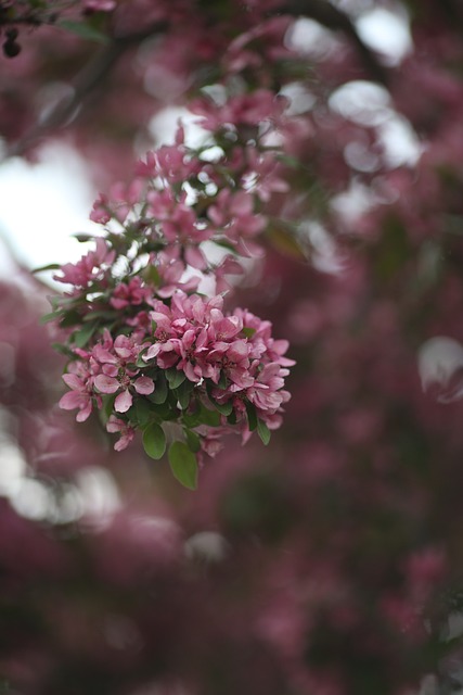 How to grow Western Redbud trees at home - Grow your own Grub!