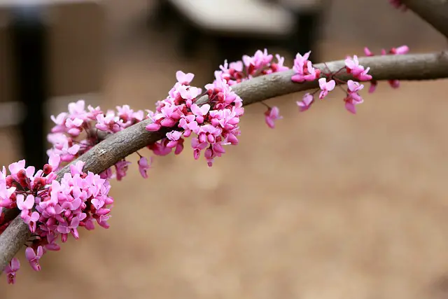 How to grow Western Redbud trees at home - Grow your own Grub!